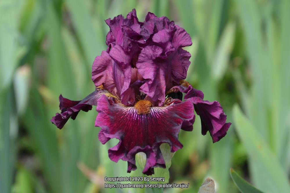 Photo of the bloom of Tall Bearded Iris (Iris 'Ruby Torch') posted by ...