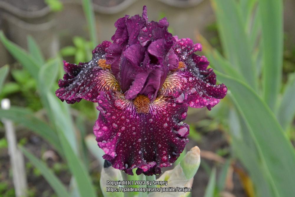 Photo of the bloom of Tall Bearded Iris (Iris 'Ruby Torch') posted by ...