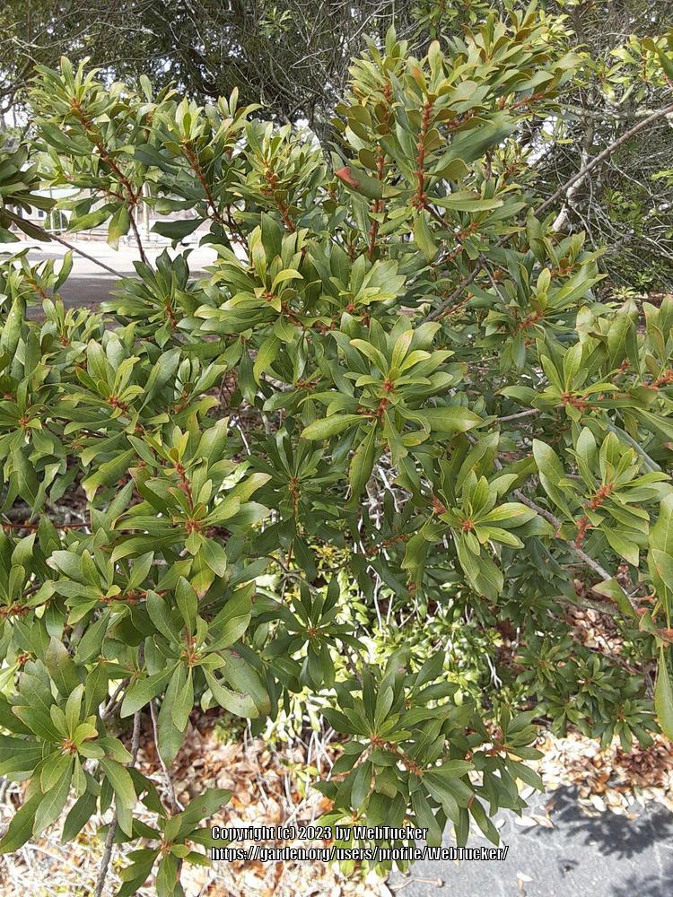 Photo of the entire plant of Southern Wax Myrtle (Morella cerifera ...