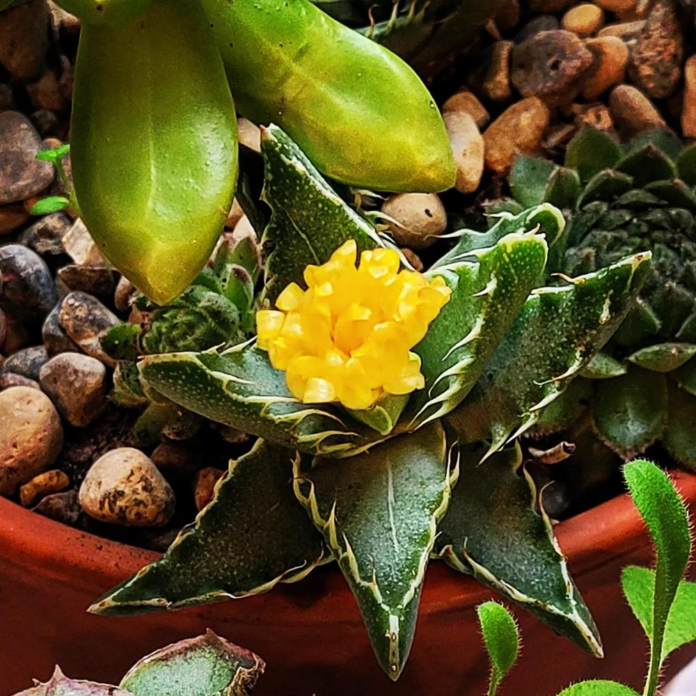 Photo of the entire plant of Dwarf Tiger Jaws (Faucaria gratiae) posted ...
