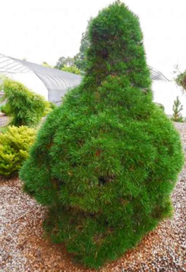 Photo of the entire plant of Scots Pine (Pinus sylvestris 'Green ...