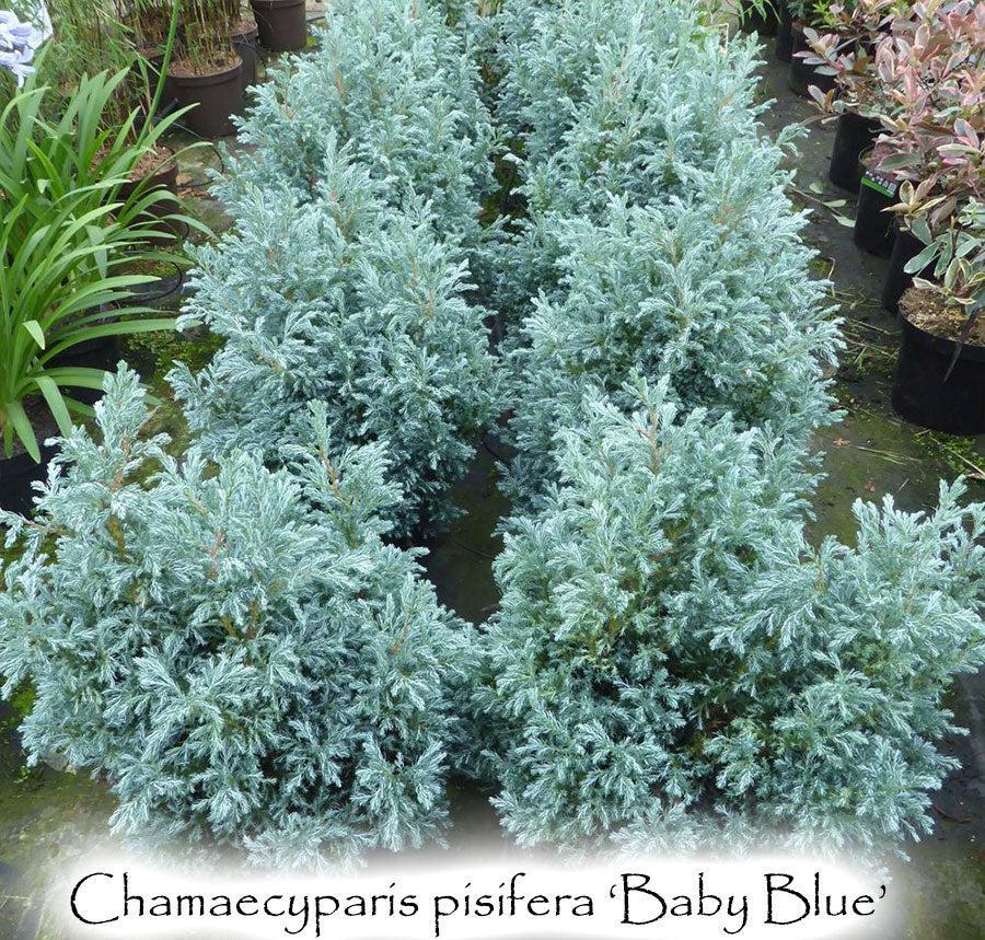 Photo of the entire plant of Sawara Cypress (Chamaecyparis pisifera ...
