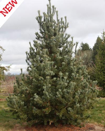 Photo of the entire plant of Limber Pine (Pinus flexilis 'Millcreek ...