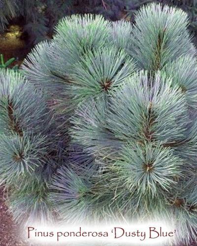 Ponderosa Pine (Pinus ponderosa 'Dusty Blue') - Garden.org