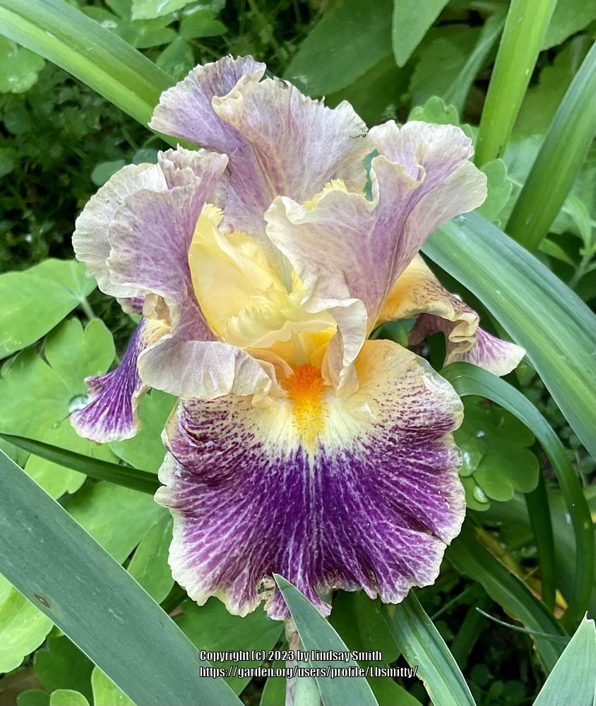 Photo of the bloom of Border Bearded Iris (Iris 'Glo-Ray Hallelujah ...