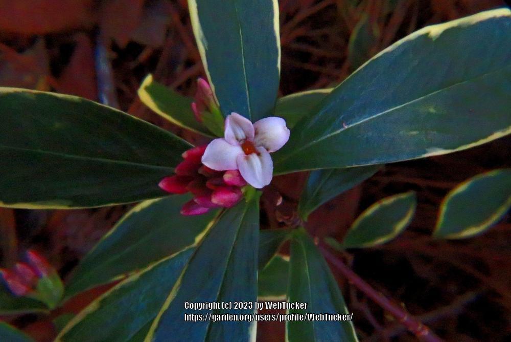 Photo of the bloom of Winter Daphne (Daphne odora) posted by WebTucker ...