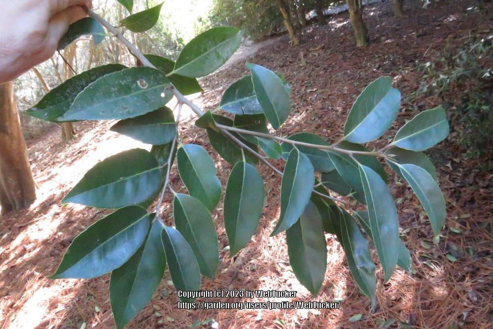 Photo of the leaves of Ilex chinensis posted by WebTucker - Garden.org