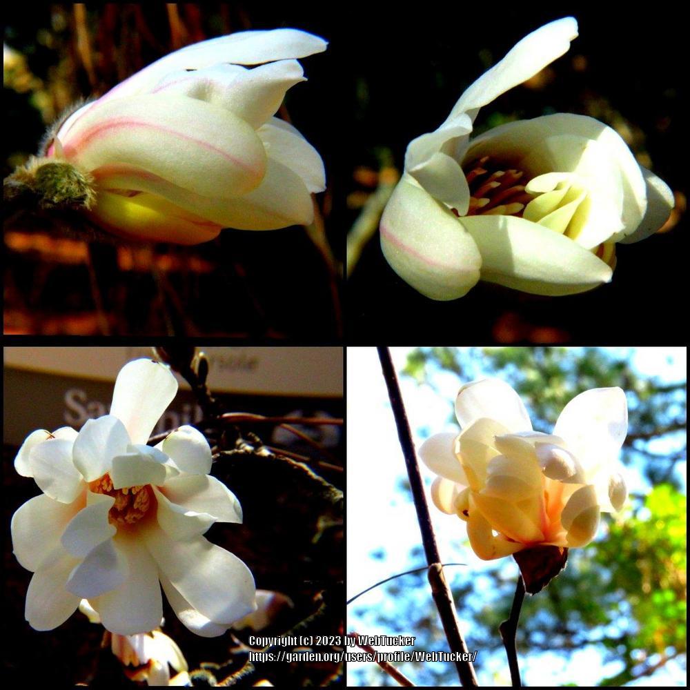 Photo of the bloom of Star Magnolia (Magnolia stellata 'Waterlily ...