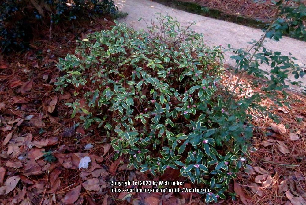 Photo of the entire plant of Winter Daphne (Daphne odora) posted by ...