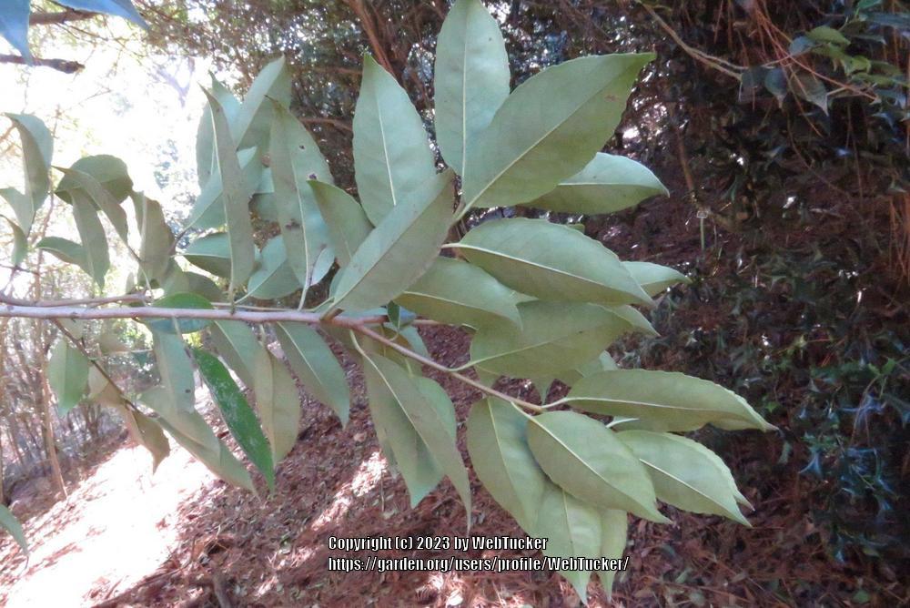 Photo of the leaves of Ilex chinensis posted by WebTucker - Garden.org