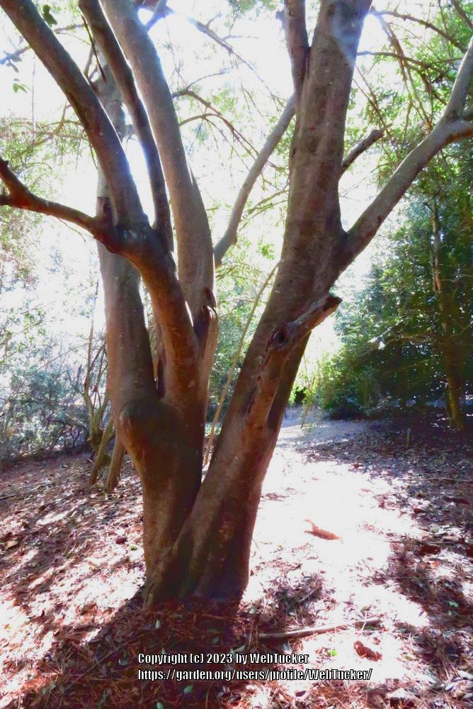 Photo of the stem, scape, stalk or bark of Ilex chinensis posted by ...