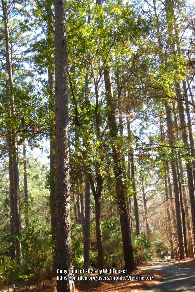 Photo of the entire plant of Schima argentea posted by WebTucker ...