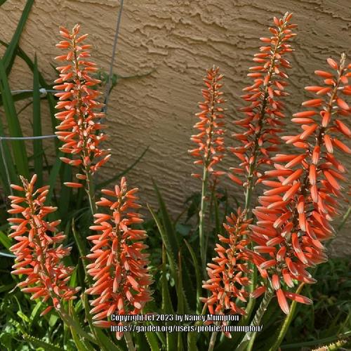 Aloe 'Safari Rose' in the Aloes Database - Garden.org