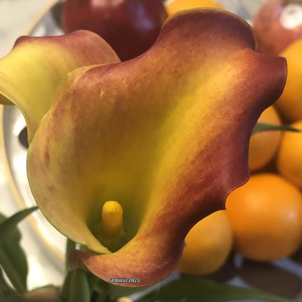 Calla Lily (Zantedeschia 'Mango') in the Callas Database - Garden.org