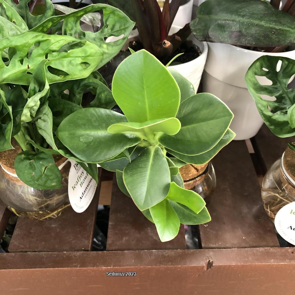 Photo of the entire plant of Autograph Tree (Clusia rosea 'Princess ...