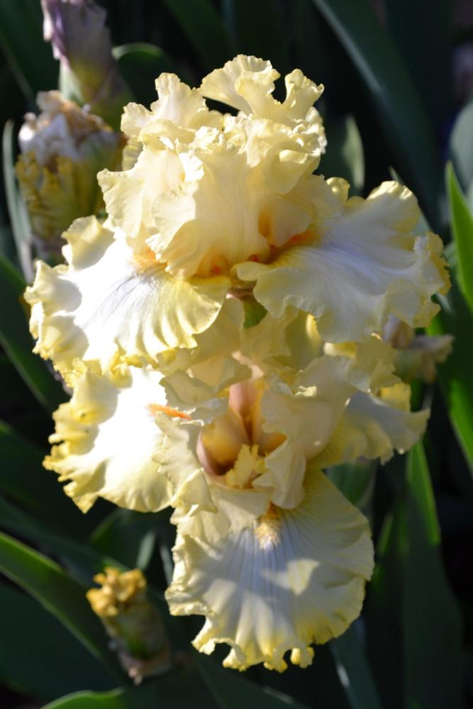 Photo of the bloom of Tall Bearded Iris (Iris 'Smiles All Around ...