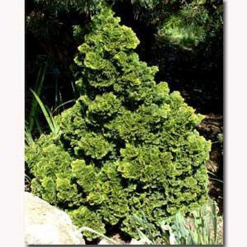 Hinoki False Cypress (Chamaecyparis obtusa 'Contorta') - Garden.org
