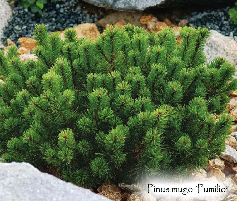 Photo of the leaves of Mugo Pine (Pinus mugo subsp. mugo 'Pumilio') posted by Joy - Garden.org