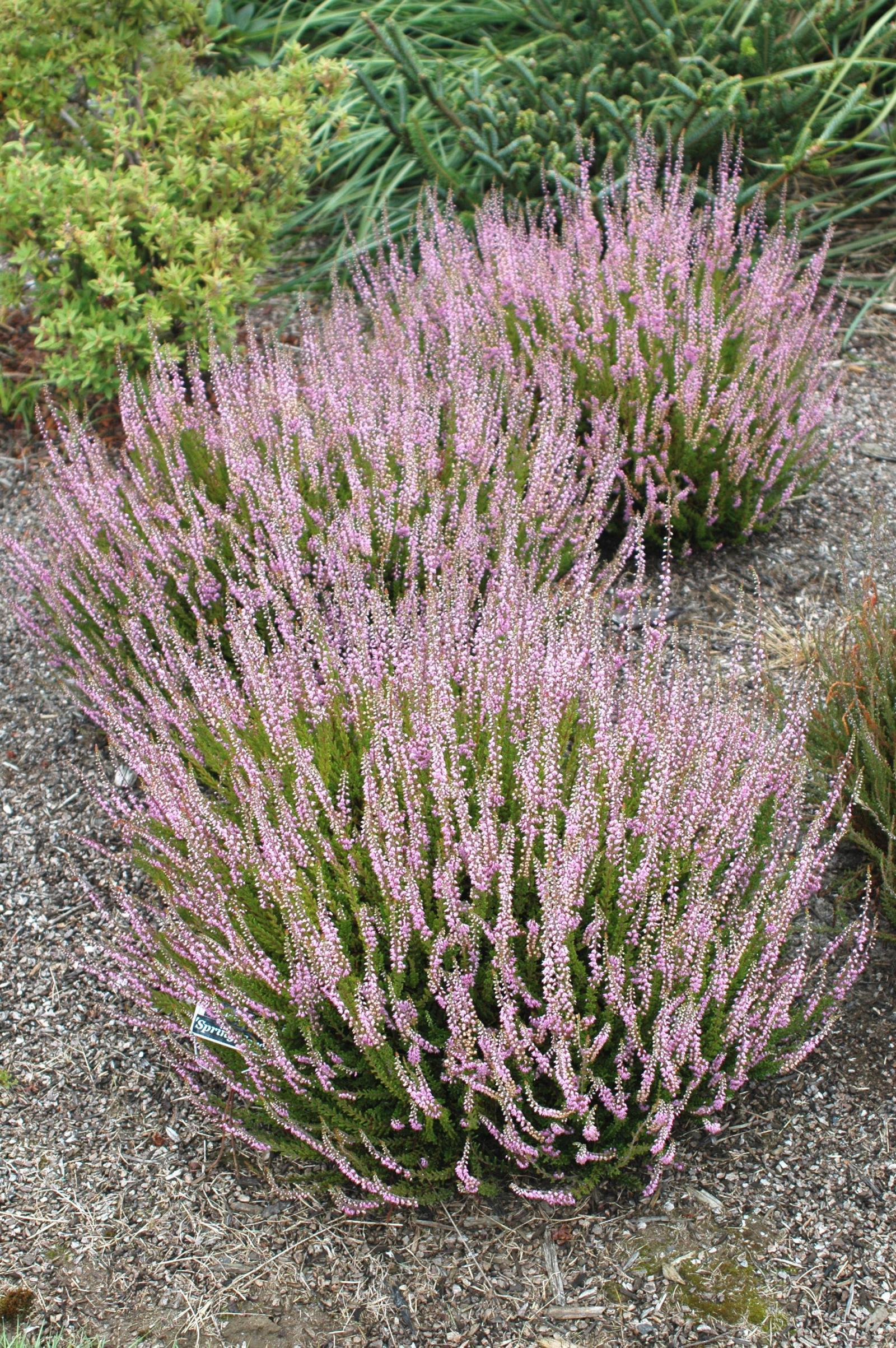 Photo of the bloom of Scotch Heather (Calluna vulgaris 'Spring Torch ...