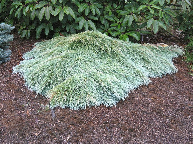 Monterey Cypress (Cupressus macrocarpa 'Greenstead Magnificent ...