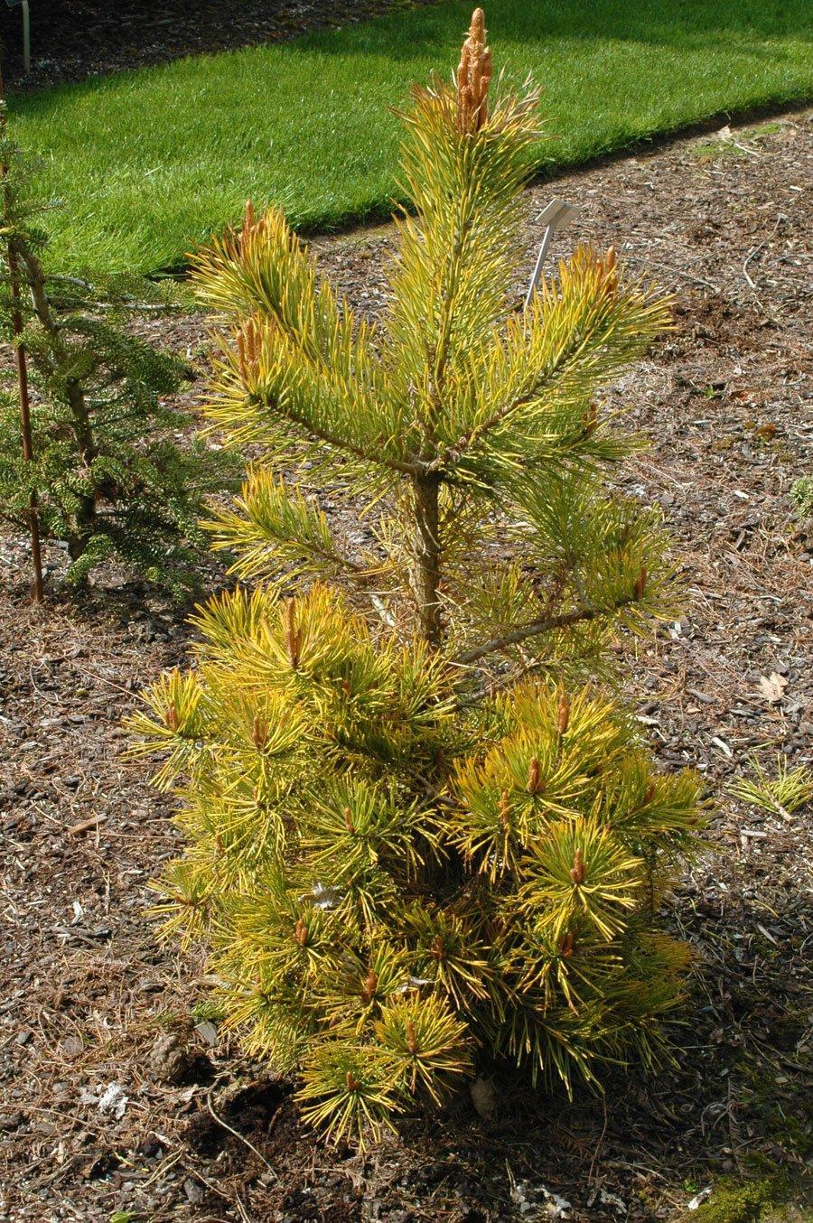 Scots Pine (Pinus sylvestris 'Gold Medal') - Garden.org
