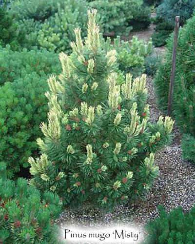 Photo of the entire plant of Mugo Pine (Pinus mugo 'Misty') posted by ...