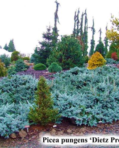 Spruce (Picea pungens 'Dietz Prostrate') in the Spruces Database ...