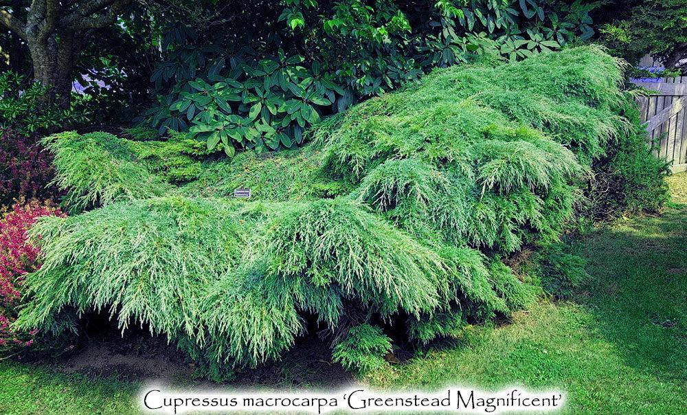 Photo of the entire plant of Monterey Cypress (Cupressus macrocarpa ...