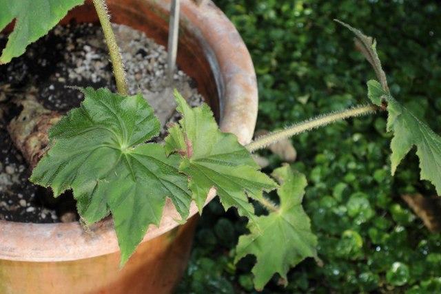 Begonia (Begonia x ricinifolia) in the Begonias Database - Garden.org