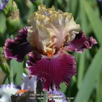 Photo of the bloom of Tall Bearded Iris (Iris 'Raspberry Swirl') posted ...