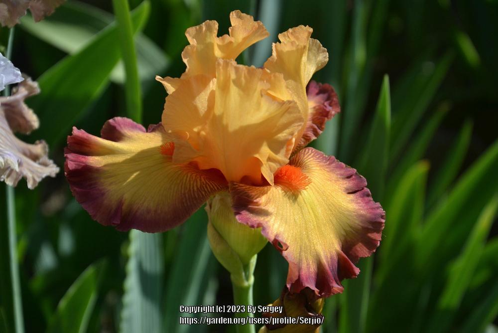 Photo of the bloom of Tall Bearded Iris (Iris 'Ringtone') posted by ...