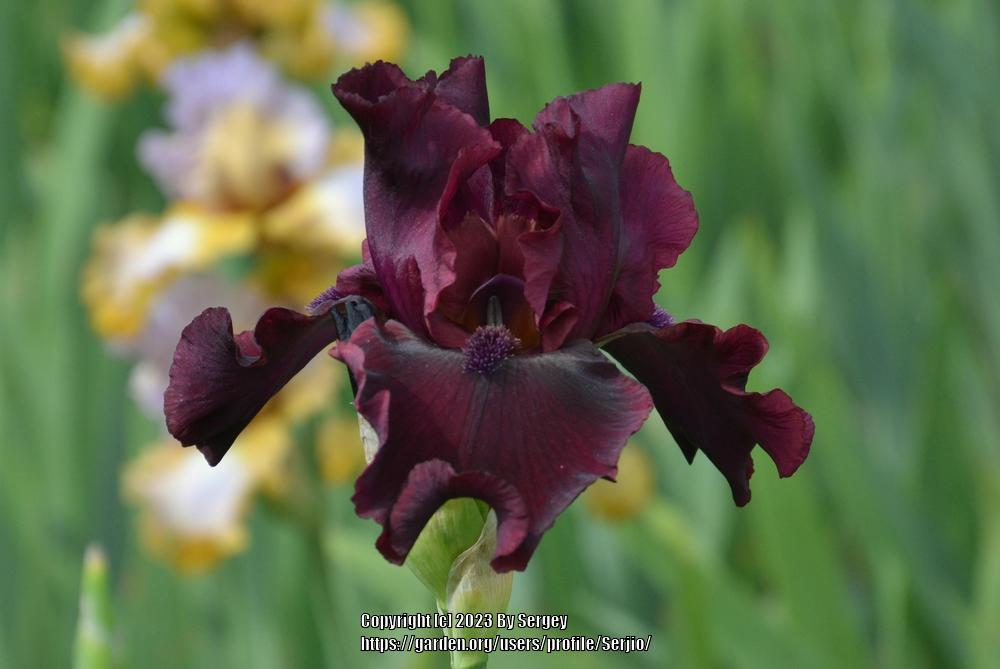 Photo of the bloom of Tall Bearded Iris (Iris 'Rio Rojo') posted by ...