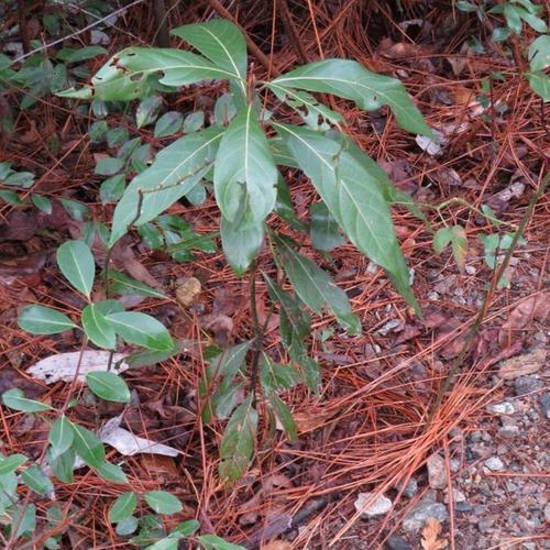 Swamp Bay (Persea palustris) - Garden.org