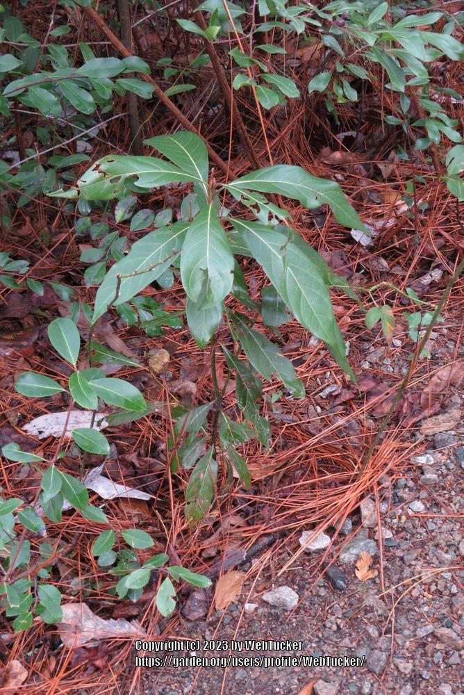 Photo of the leaves of Swamp Bay (Persea palustris) posted by WebTucker ...