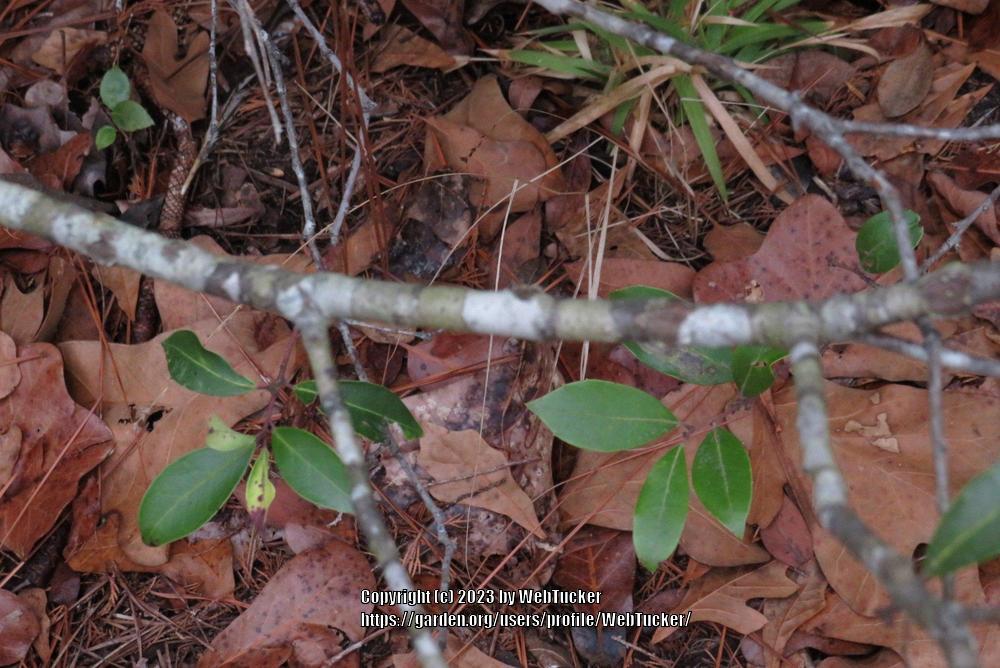 Photo of the stem, scape, stalk or bark of Gallberry Holly (Ilex ...