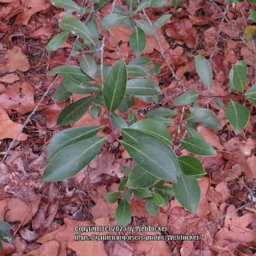 Gallberry Holly (Ilex coriacea) in the Ilex Database - Garden.org
