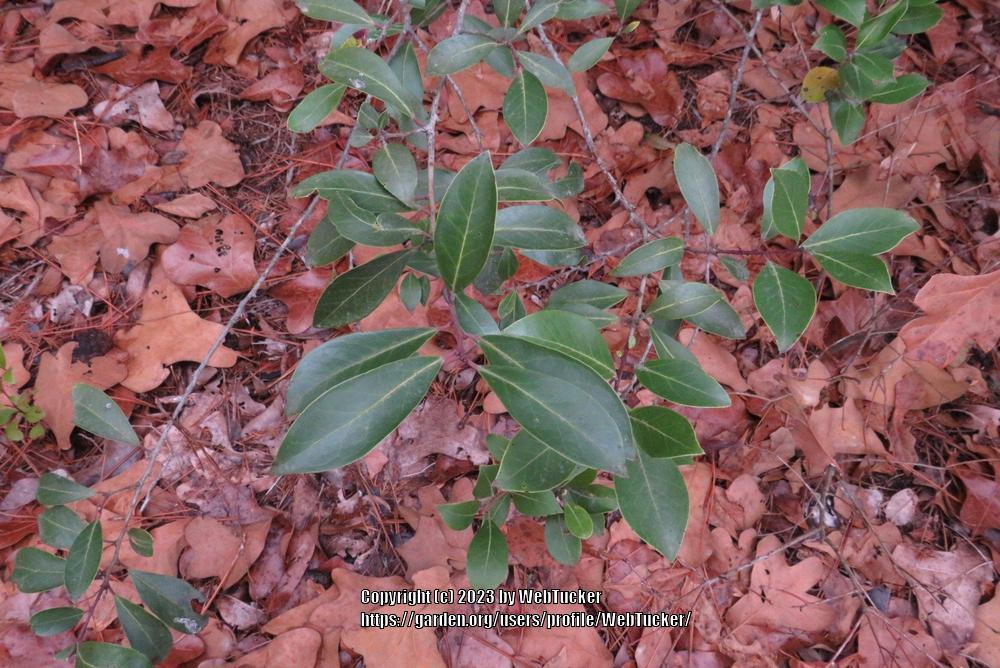 Photo of the entire plant of Gallberry Holly (Ilex coriacea) posted by ...