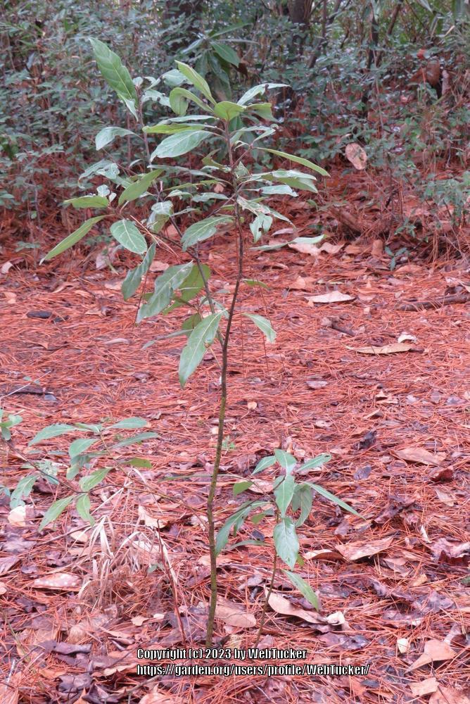 Photo of the entire plant of Swamp Bay (Persea palustris) posted by ...