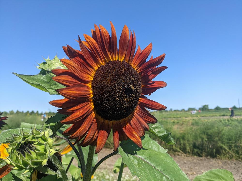 Photo of the bloom of Sunflower (Helianthus annuus 'Earthwalker ...