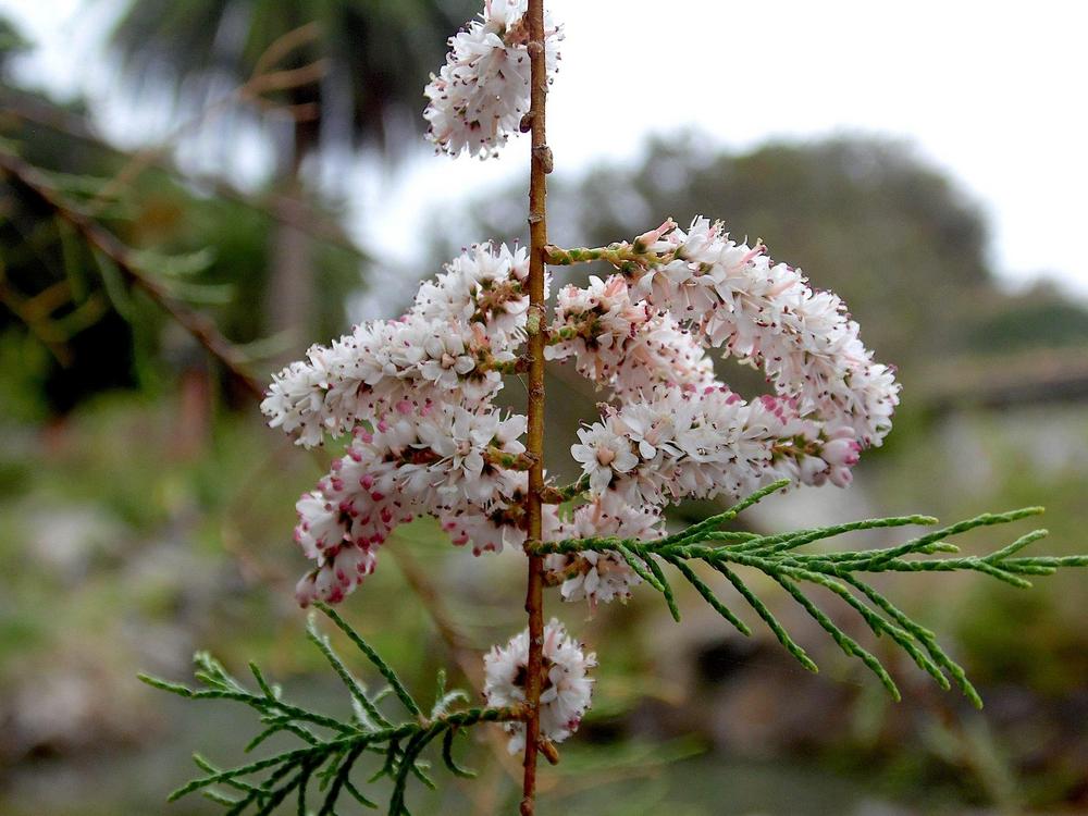 Photo of the bloom of Tamarisk (Tamarix canariensis) posted by ...