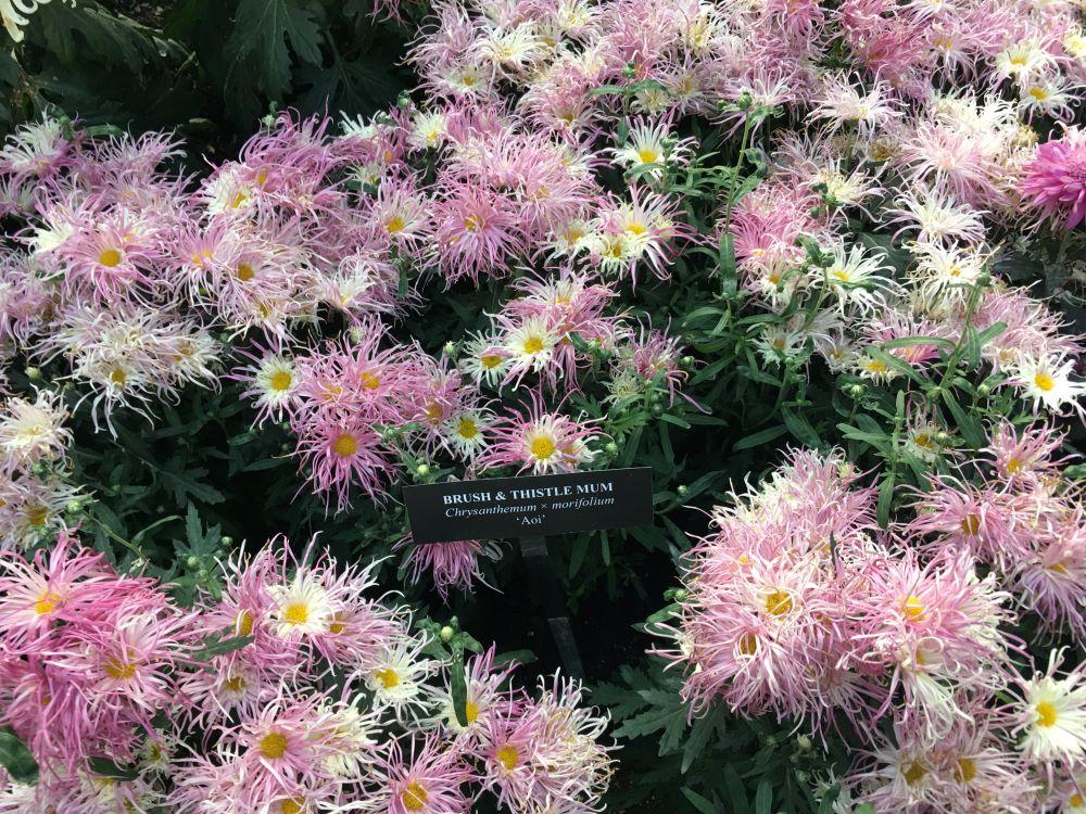 Photo of the bloom of Brush/Thistle Mum (Chrysanthemum 'Aoi') posted by ...