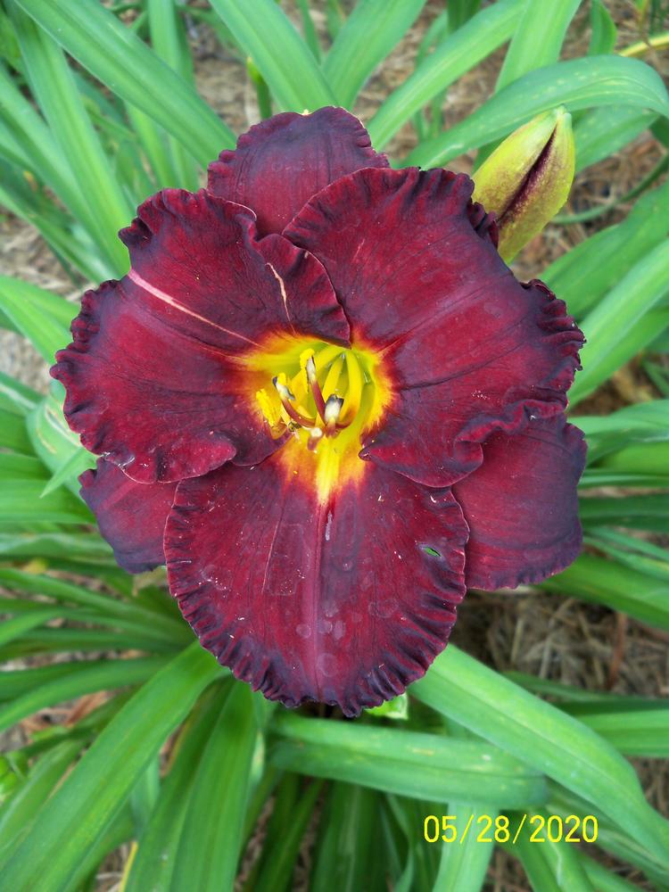 Daylily of the Day: Black Velvet Baby in the Plants of the Day forum ...