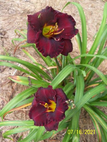 Daylily of the Day: Black Velvet Baby in the Plants of the Day forum ...