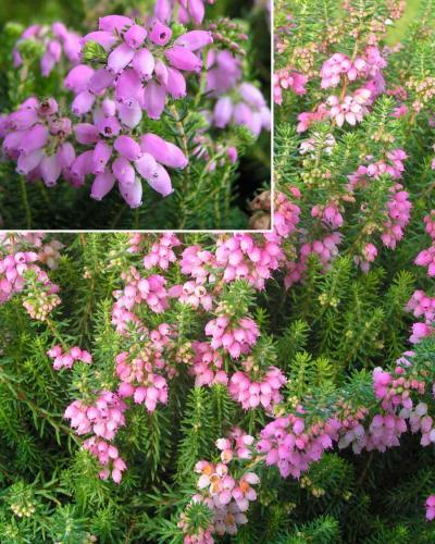 Photo of the entire plant of Heather (Erica x stuartii 'Irish Lemon ...