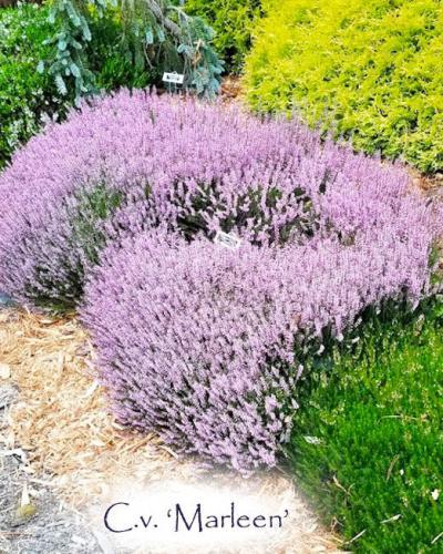 Scotch Heather (Calluna vulgaris 'Marleen') - Garden.org