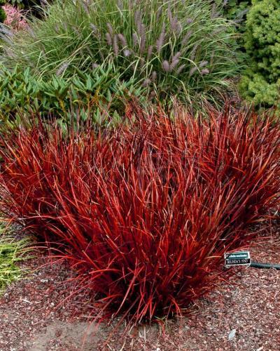 Photo of the entire plant of Sedge (Carex punicea EverColor™ EverFlame ...