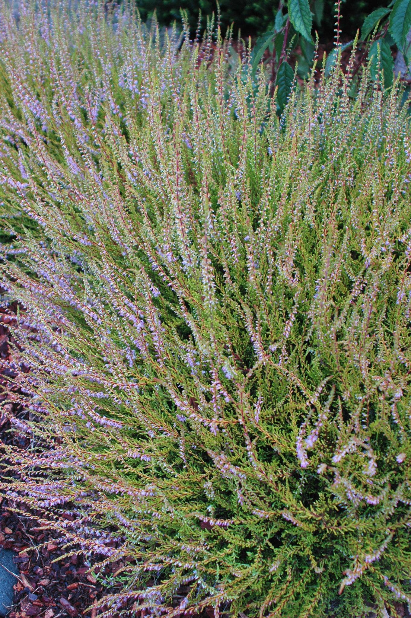 Photo of the entire plant of Scots Heather (Calluna vulgaris 'Sunset ...