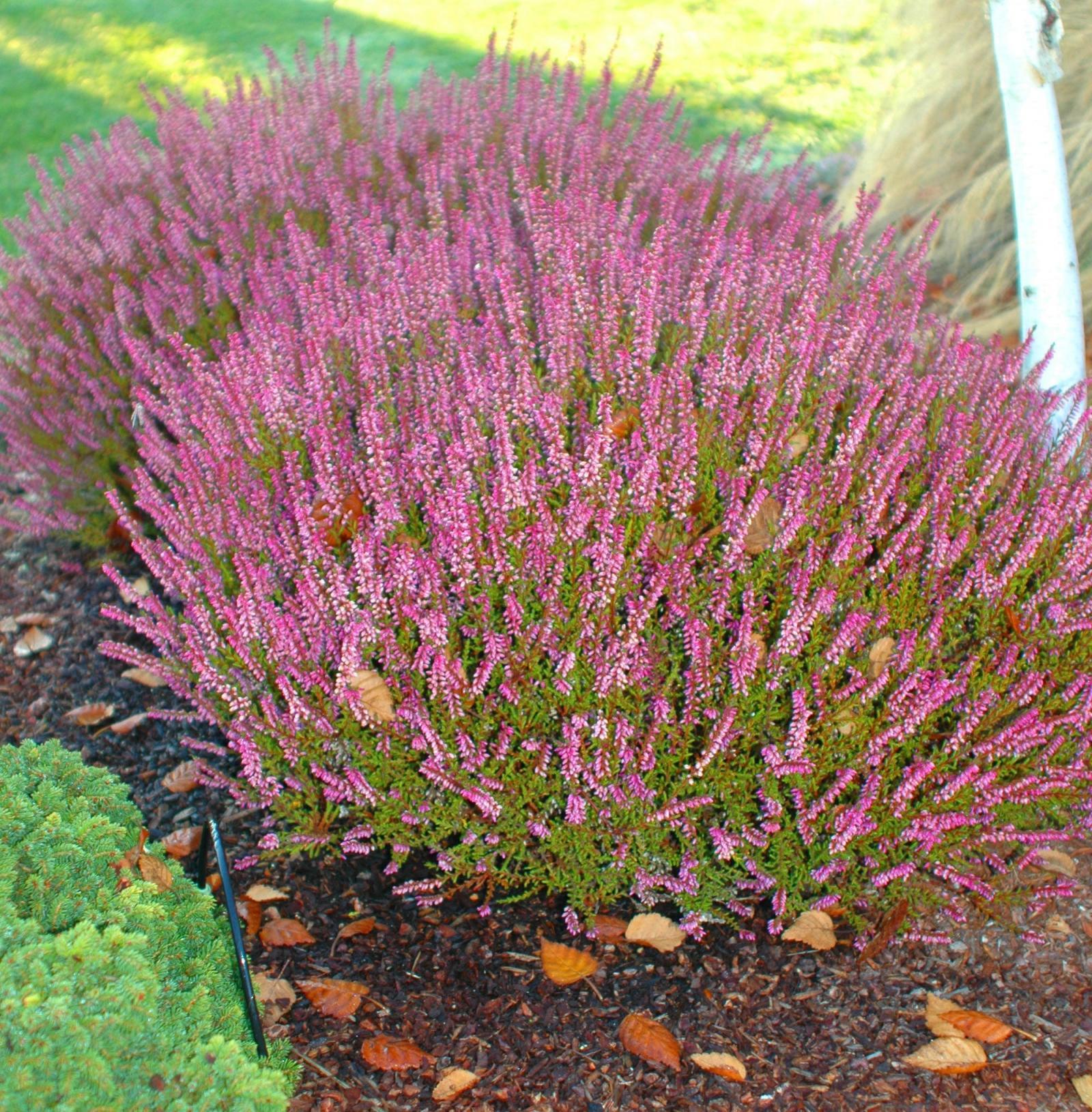 Photo of the bloom of Scotch Heather (Calluna vulgaris 'Roswitha ...