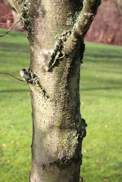 Photo of the stem, scape, stalk or bark of Sweet Birch (Betula lenta ...