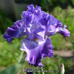 Tall Bearded Iris (Iris 'Psychic') in the Irises Database - Garden.org